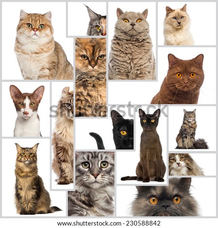 Composition Cats Stock Photo (Edit Now) 230588842 - Shutterstock