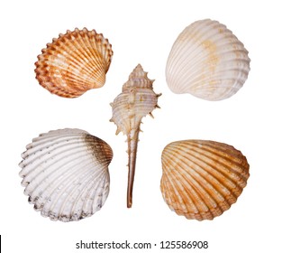 11,877 Five shells Images, Stock Photos & Vectors | Shutterstock
