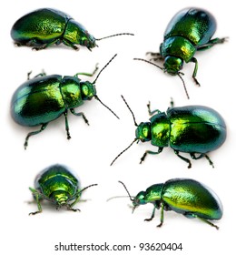 3,911 Beetle Side View Images, Stock Photos & Vectors | Shutterstock