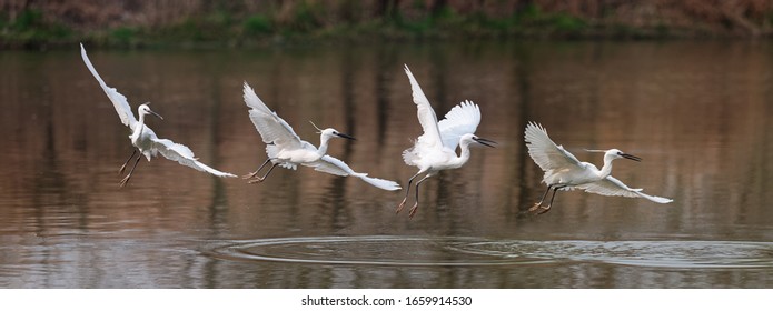 Composition Sequence Flying Bird Soaring Over Stock Photo 1659914530 ...