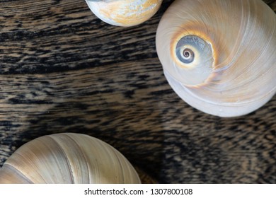 177 Shark Eye Shell Images, Stock Photos & Vectors | Shutterstock