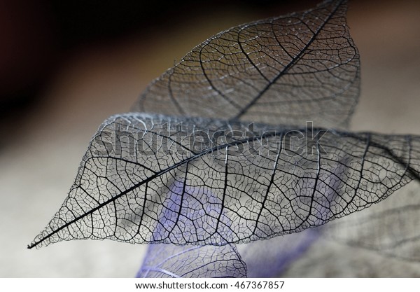 Composition Skeletonized Leaves Stock Photo (Edit Now) 467367857