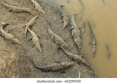 102 Swarming alligators Images, Stock Photos & Vectors | Shutterstock