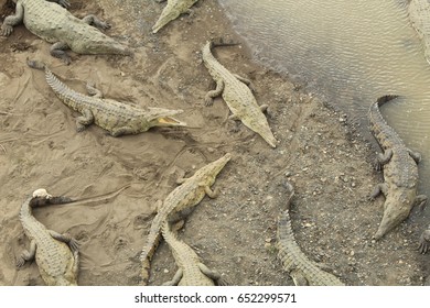 102 Swarming alligators Images, Stock Photos & Vectors | Shutterstock