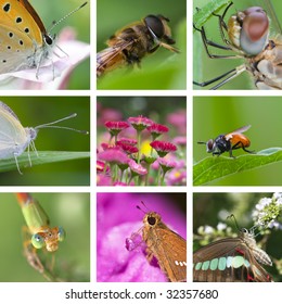 90 Papilionaceous flower Images, Stock Photos & Vectors | Shutterstock