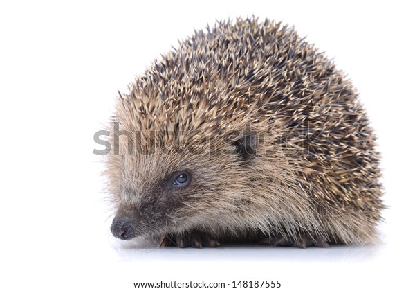 Concept Security Cute Hedgehog Isolated On Stock Photo 148187555 ...