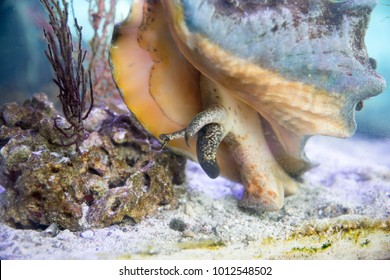 1,283 Conch eyes Images, Stock Photos & Vectors | Shutterstock