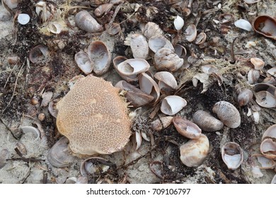 Conch Cape Cod Stock Photo (Edit Now) 709106797