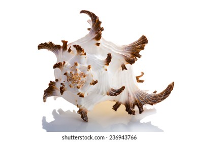 425 Spire sea shell Stock Photos, Images & Photography | Shutterstock