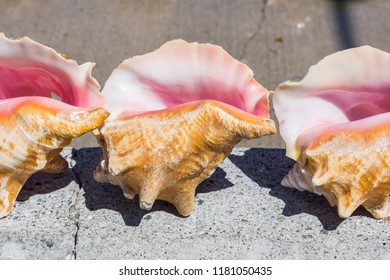 Conch Shell Closeup Stock Photo 1181050435 | Shutterstock
