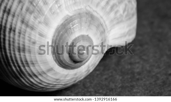 Conch Shell Isolated On Plain Background Stock Photo 1392916166 ...