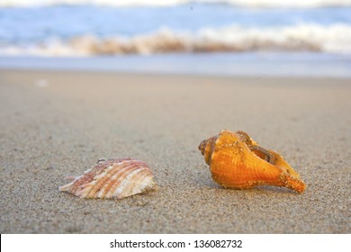 226 North carolina seashells Images, Stock Photos & Vectors | Shutterstock