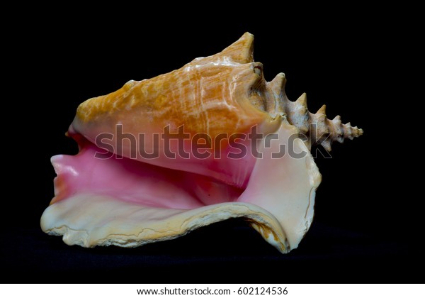 Conch Shell On Black Background Stock Photo 602124536 | Shutterstock
