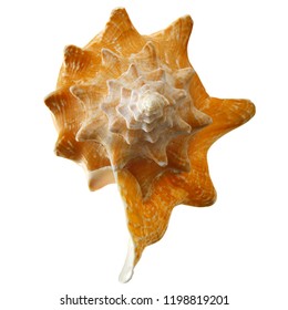 112 Conk shell Images, Stock Photos & Vectors | Shutterstock