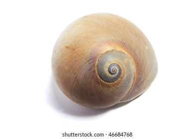 Conch Shell On White Background Stock Photo 46684768 | Shutterstock