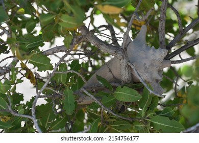 Conch Shell Sitting Tree On Beach Stock Photo 2154756177 | Shutterstock