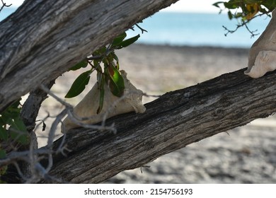 Conch Shell Sitting Tree On Beach Stock Photo 2154756193 | Shutterstock