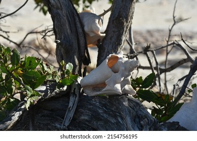 Conch Shell Sitting Tree On Beach Stock Photo 2154756195 | Shutterstock