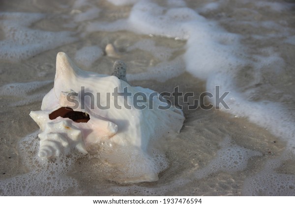 Conch Shell Wave On Beach Stock Photo 1937476594 | Shutterstock