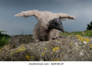 1,785 Condor Portrait Images, Stock Photos & Vectors | Shutterstock