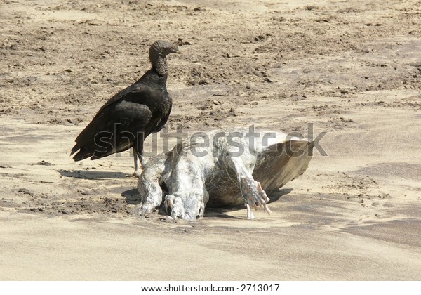 Condor Turtle Corpse On Beach Stock Photo 2713017 | Shutterstock