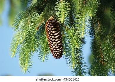 Cone Stock Photo 434801416 | Shutterstock