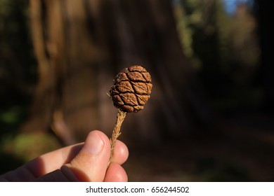 Cone Sequoia Tree Stock Photo 656244502 | Shutterstock