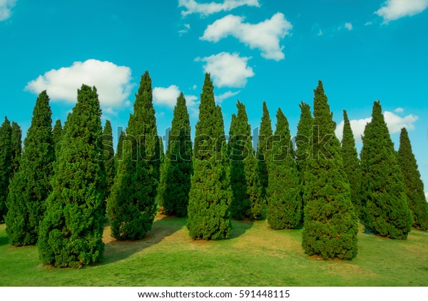 Cone Shape Pine Trees Garden Rocks Stock Photo (Edit Now) 591448115