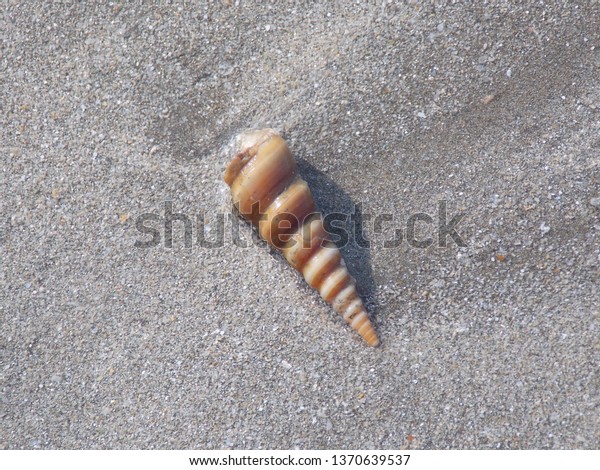 Cone Shaped Shell Stock Photo 1370639537 | Shutterstock