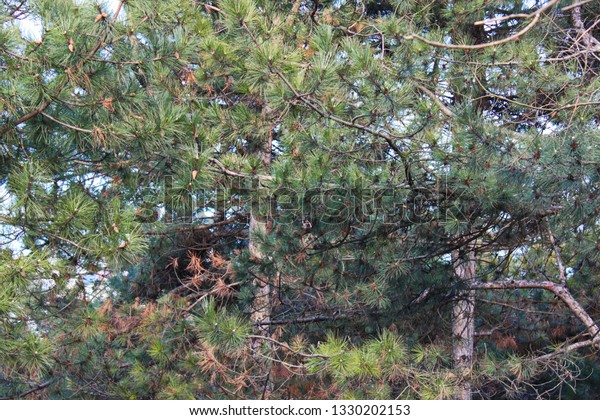 Conifer Tree Background Stock Photo 1330202153 | Shutterstock
