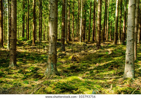 Conifer Tree Trunks Forest Stock Photo 103793756 | Shutterstock