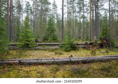 4,055 Sad woods background Images, Stock Photos & Vectors | Shutterstock