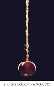 87 Conker On A String Images, Stock Photos & Vectors | Shutterstock