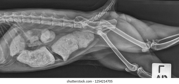 Xray Imaging Adult Patient Hand Showing Stock Photo (Edit Now) 239843449