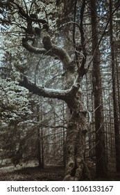 878 Contorted Tree Images, Stock Photos & Vectors | Shutterstock