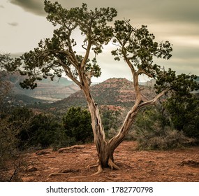 878 Contorted Tree Images, Stock Photos & Vectors | Shutterstock