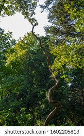 878 Contorted Tree Images, Stock Photos & Vectors | Shutterstock