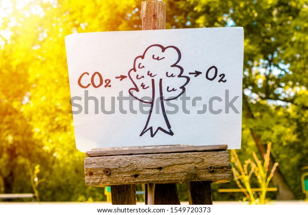 Conversion Carbon Dioxide By Trees Oxygen Stock Photo 1549720373 ...
