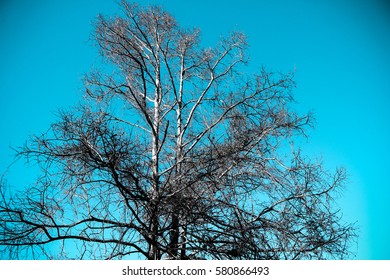 Cool Tree Stock Photo 580866493 | Shutterstock