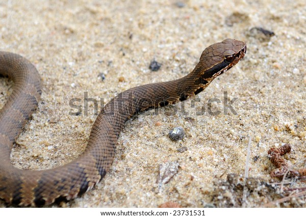 Copperhead Moccasin Stock Photo 23731531 | Shutterstock