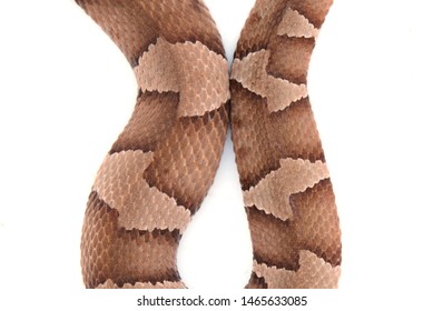 Copperhead Snake Pattern Isolated On White Stock Photo 1465633085 ...