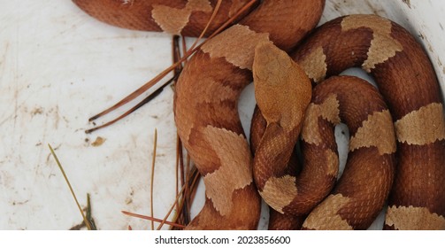 458 Copperhead snake head Images, Stock Photos & Vectors | Shutterstock