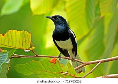 Copsychus Saularis Stock Photo (Edit Now) 719785252