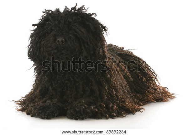 Corded Puli Laying Down Reflection On Stock Photo 69892264 | Shutterstock