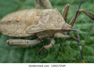 Coreid Leaf Footed Bug Stock Photo 1345172549 | Shutterstock