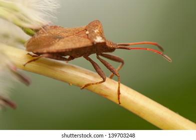 Coreus Marginatus Stock Photo 139703248 | Shutterstock