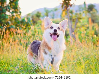 Corgi Stock Photo 716446192 | Shutterstock