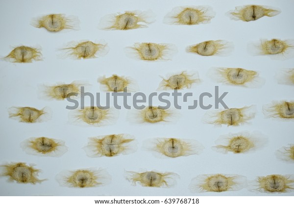 Cork Seeds Sort Linear Pattern On Stock Photo 639768718 | Shutterstock