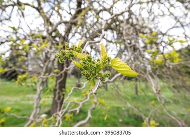 503 Corkscrew Hazel Tree Images, Stock Photos & Vectors | Shutterstock