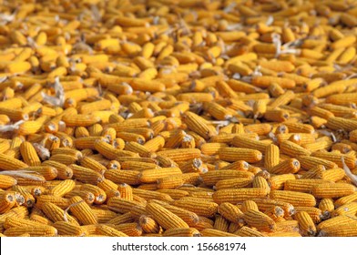 Pilled Corn Lying Sun Drying Freshly 스톡 사진 791367853 | Shutterstock